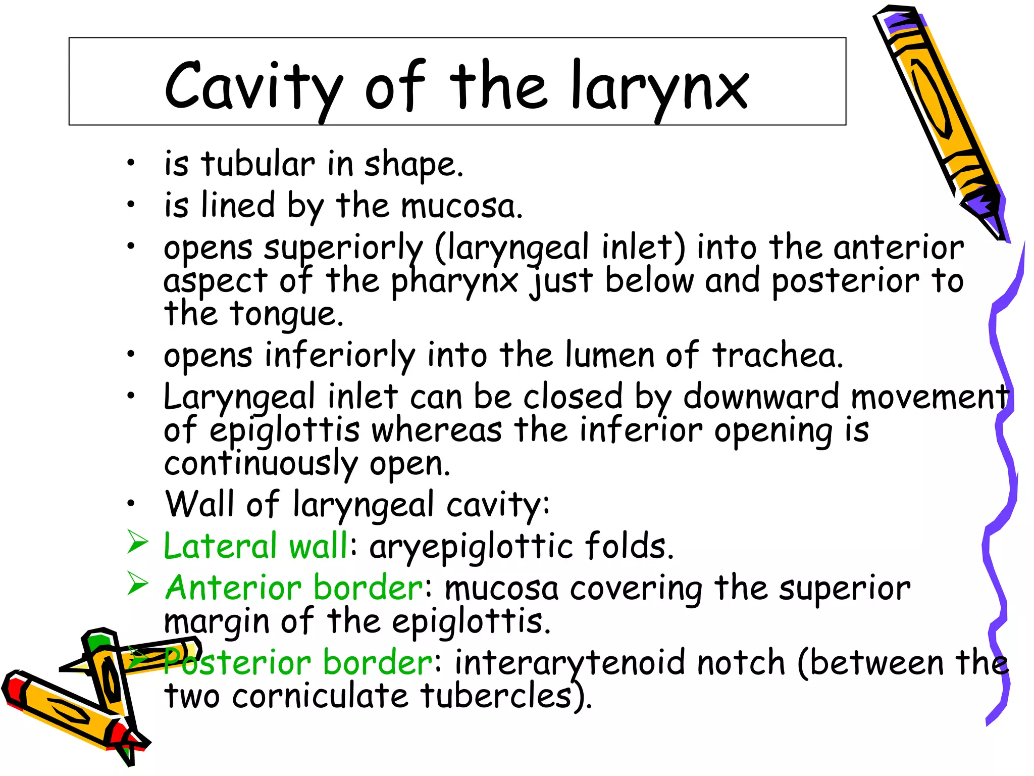 anatomy of Larynx | PPT