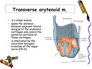 anatomy of Larynx | PPT