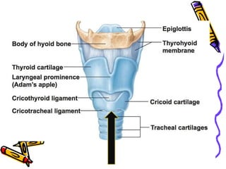 Thyrohyoid Membrane Cadaver