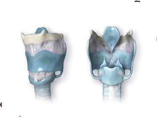 Larynx Diagram Unlabeled