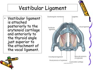 Vestibular Ligament