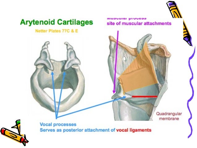 anatomy of Larynx