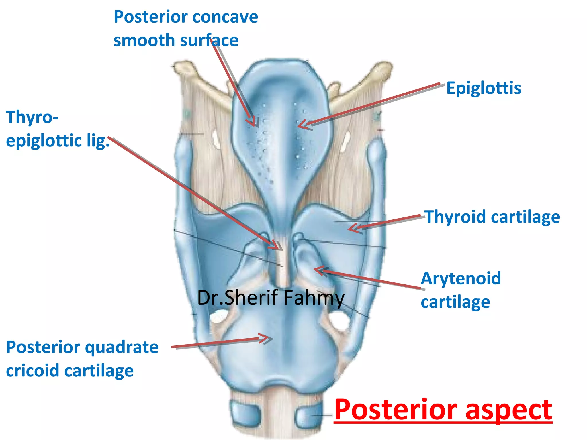 The Larynx (Anatomy of the Neck) | PPS