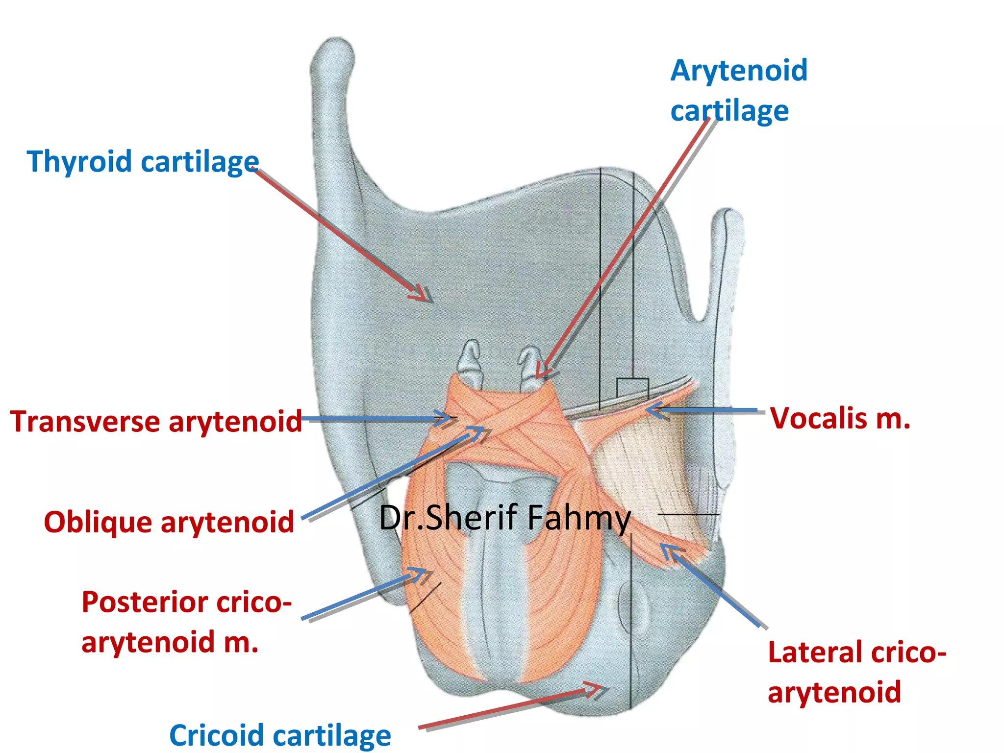 The Larynx (Anatomy of the Neck) | PPS