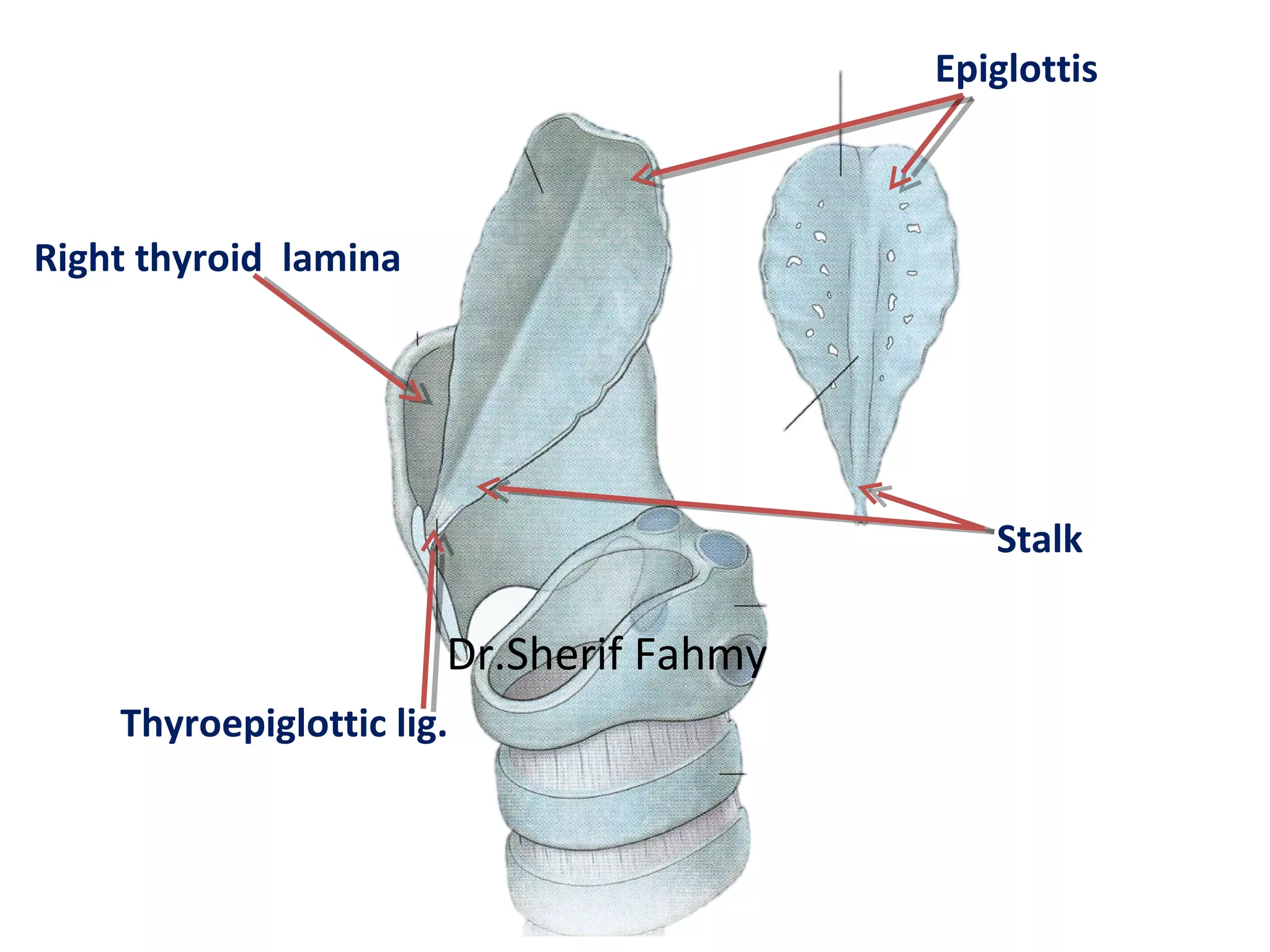 The Larynx (Anatomy of the Neck) | PPS