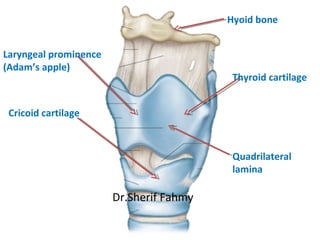 Cricoid Cartilage Lamina