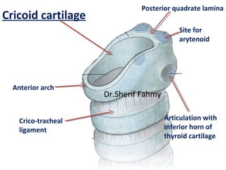 Cricoid Cartilage Lamina