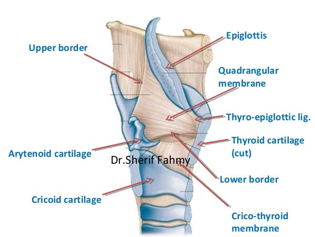 The Larynx (Anatomy of the Neck)
