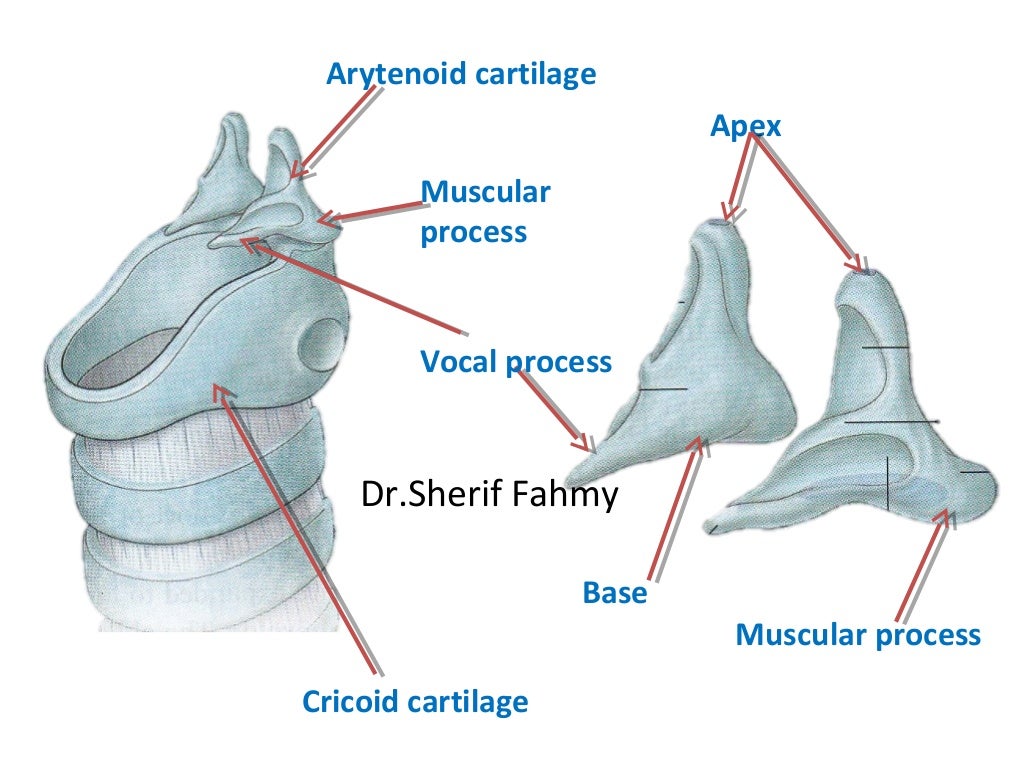 The Larynx (Anatomy of the Neck)