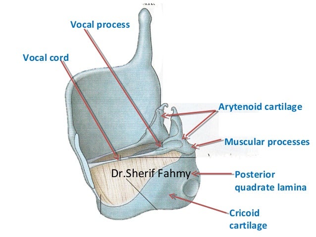 The Larynx (Anatomy of the Neck)