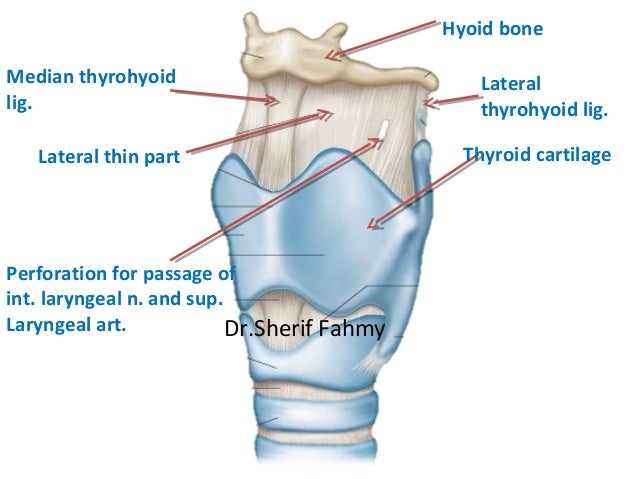 The Larynx (Anatomy of the Neck)