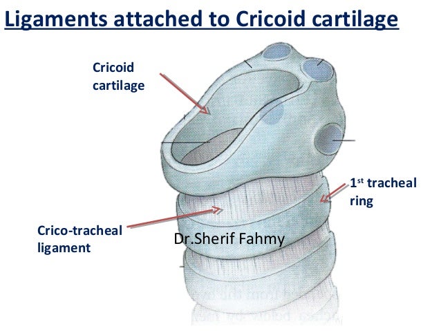 The Larynx (Anatomy of the Neck)