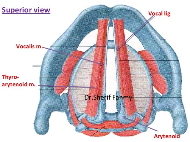 The Larynx (Anatomy of the Neck)