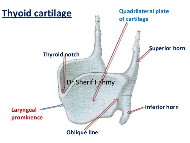 The Larynx (Anatomy of the Neck)