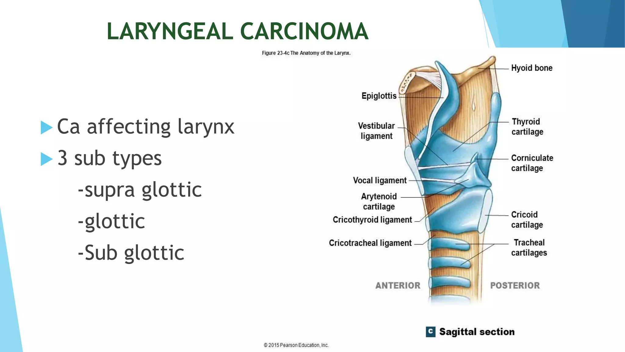 Larynx | PPTX