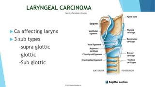Larynx | PPTX