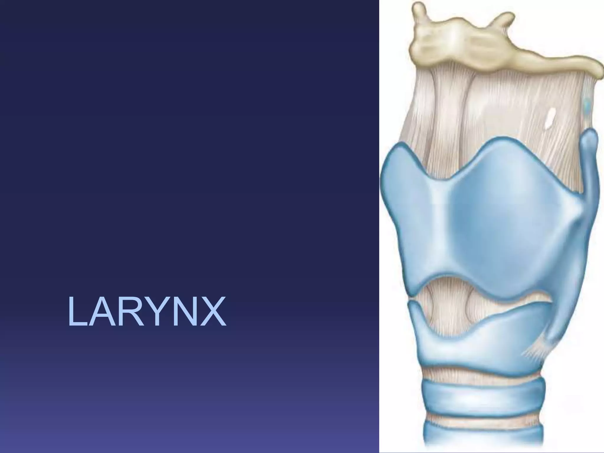 Larynx | PPTX