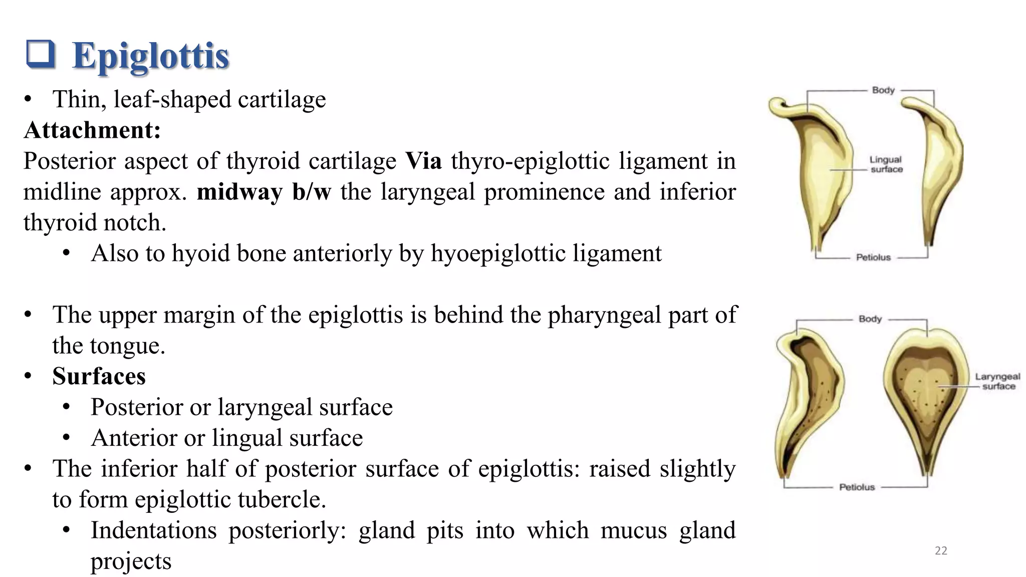 Larynx | PPTX