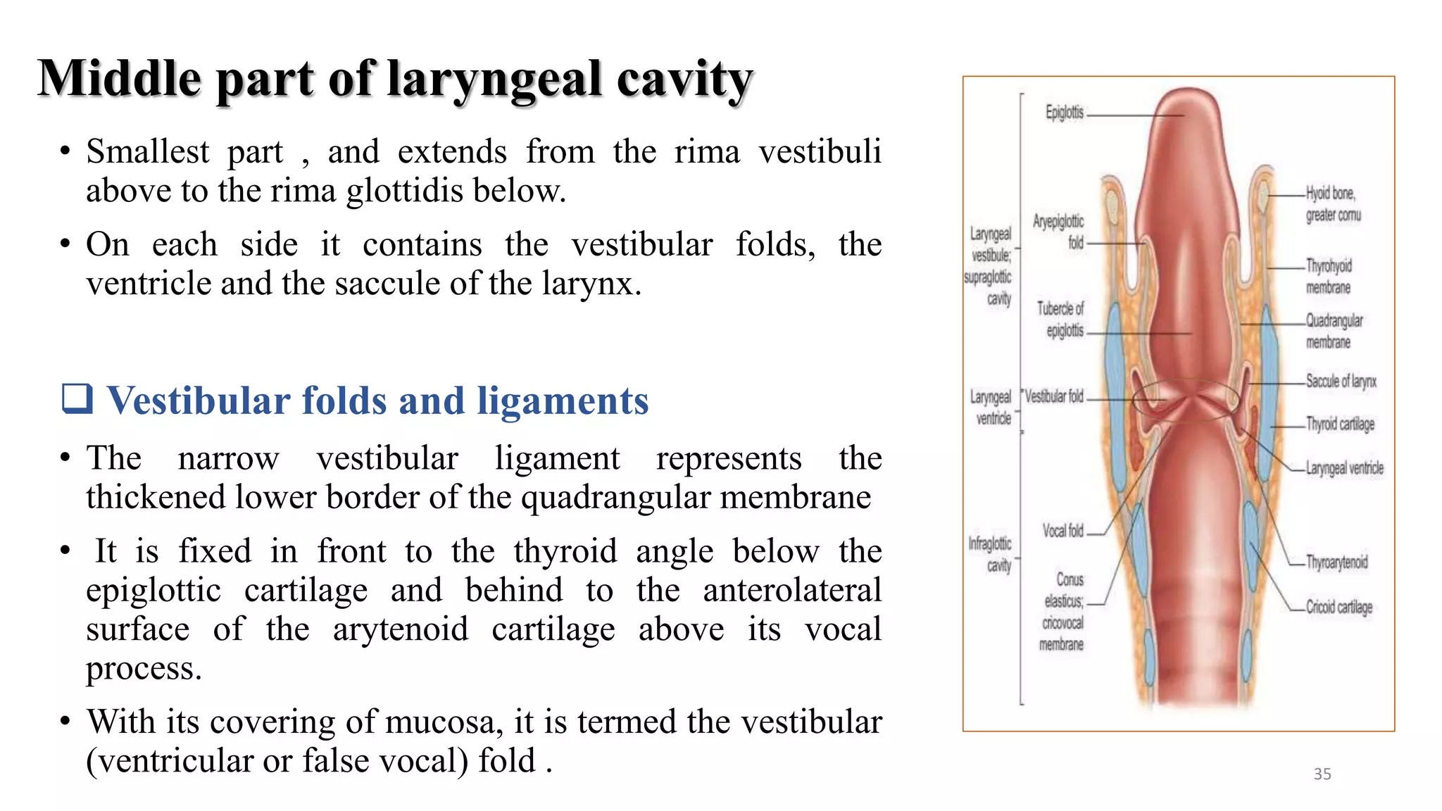 Larynx | PPTX