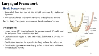 Larynx | PPTX