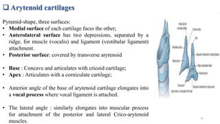 Larynx | PPTX