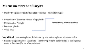 Larynx | PPTX