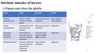 Larynx | PPTX