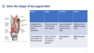 Larynx | PPTX