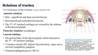 Larynx | PPTX