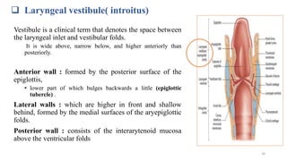 Laryngeal Vestibule