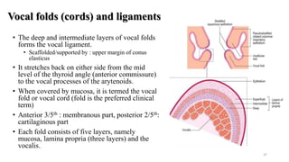 Vocal Fold Layers
