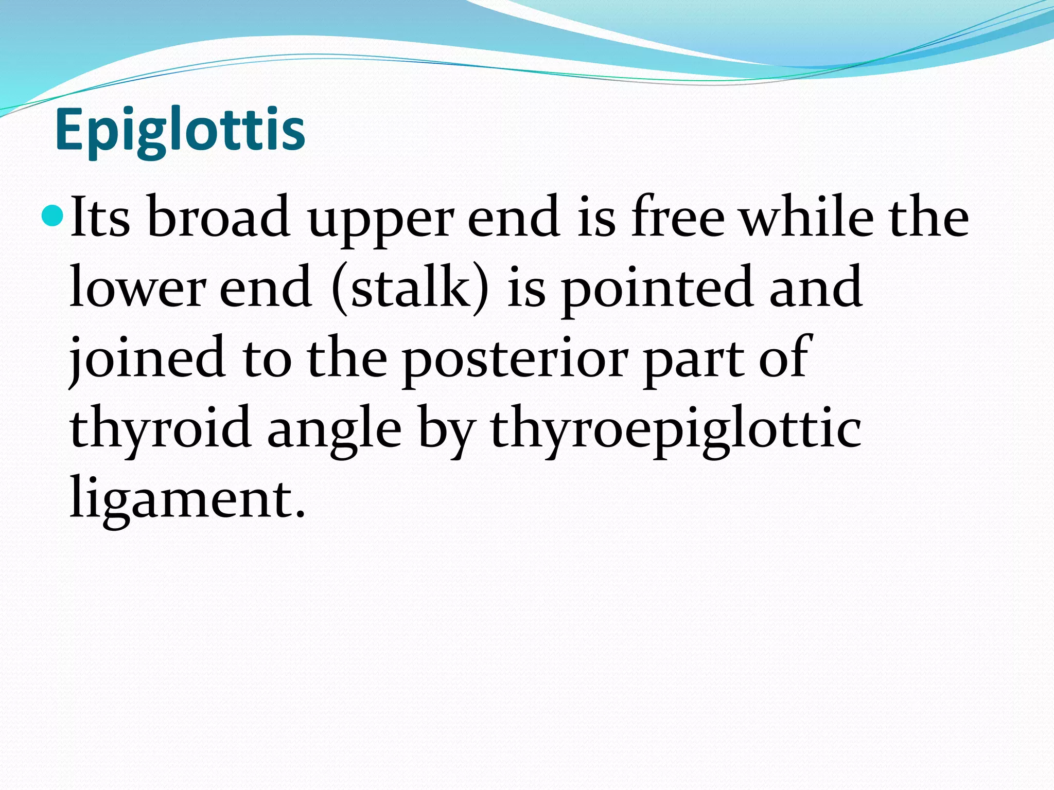 Larynx | PPTX