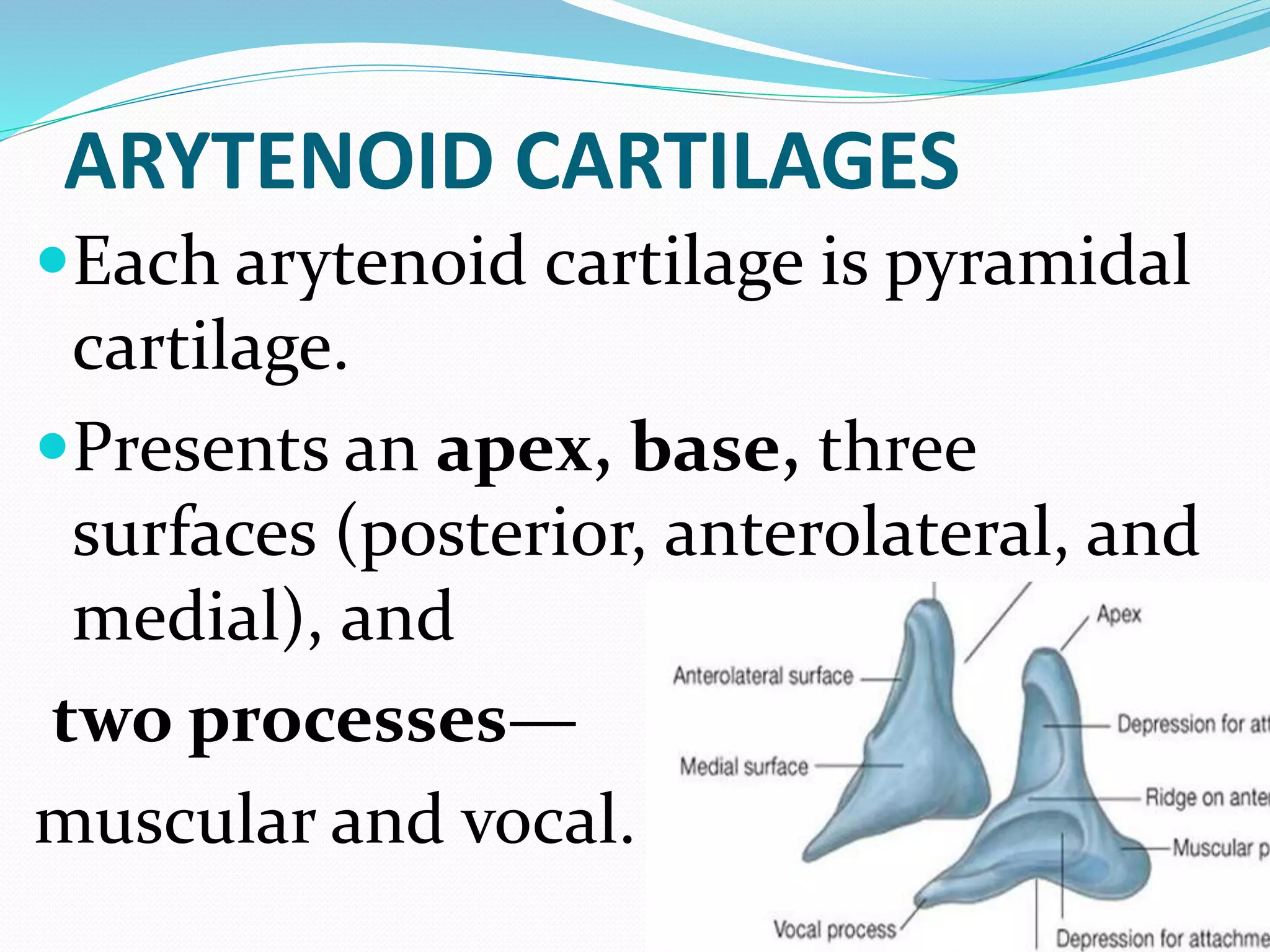 Larynx | PPTX