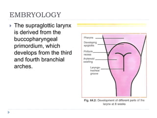 Larynx | PPTX