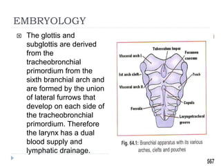 Larynx | PPTX