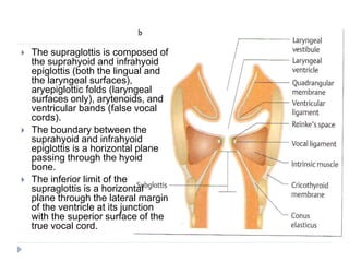Larynx | PPTX