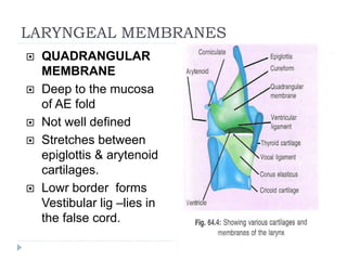 Larynx | PPTX