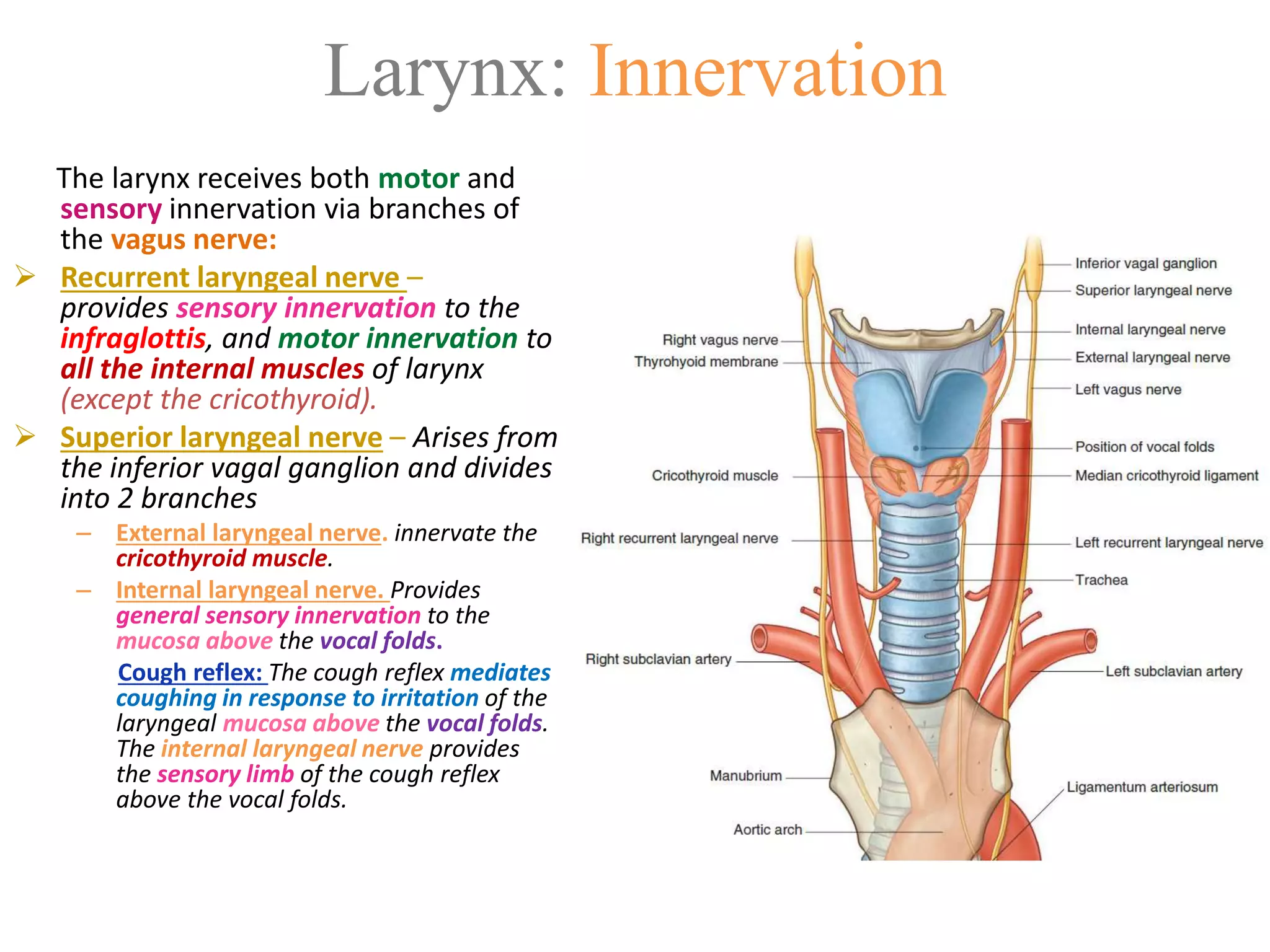 Anatomy & Functions of the Larynx | PPTX