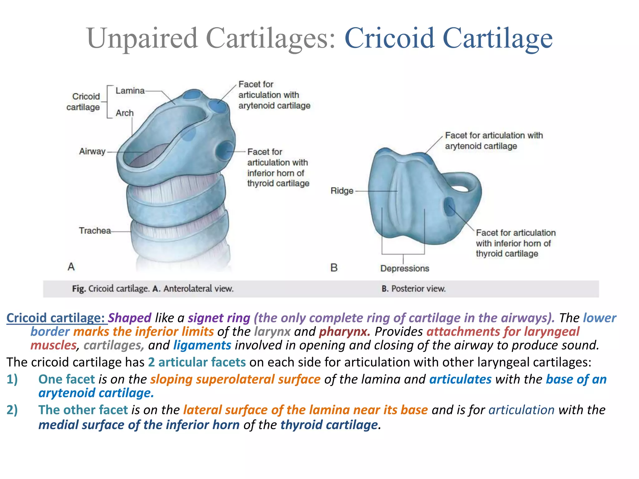Anatomy & Functions of the Larynx | PPTX