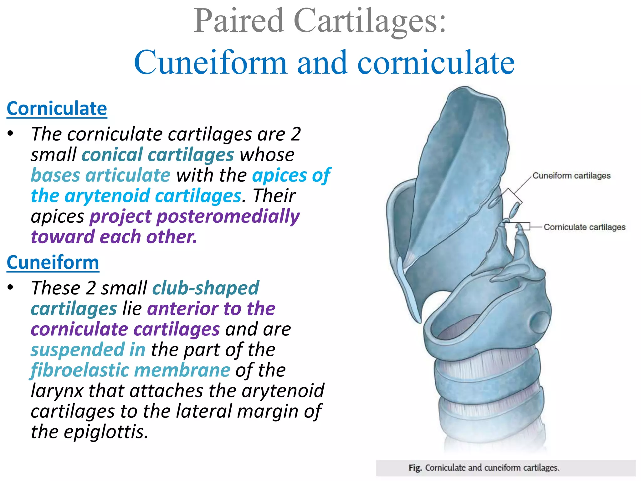 Anatomy & Functions of the Larynx | PPTX