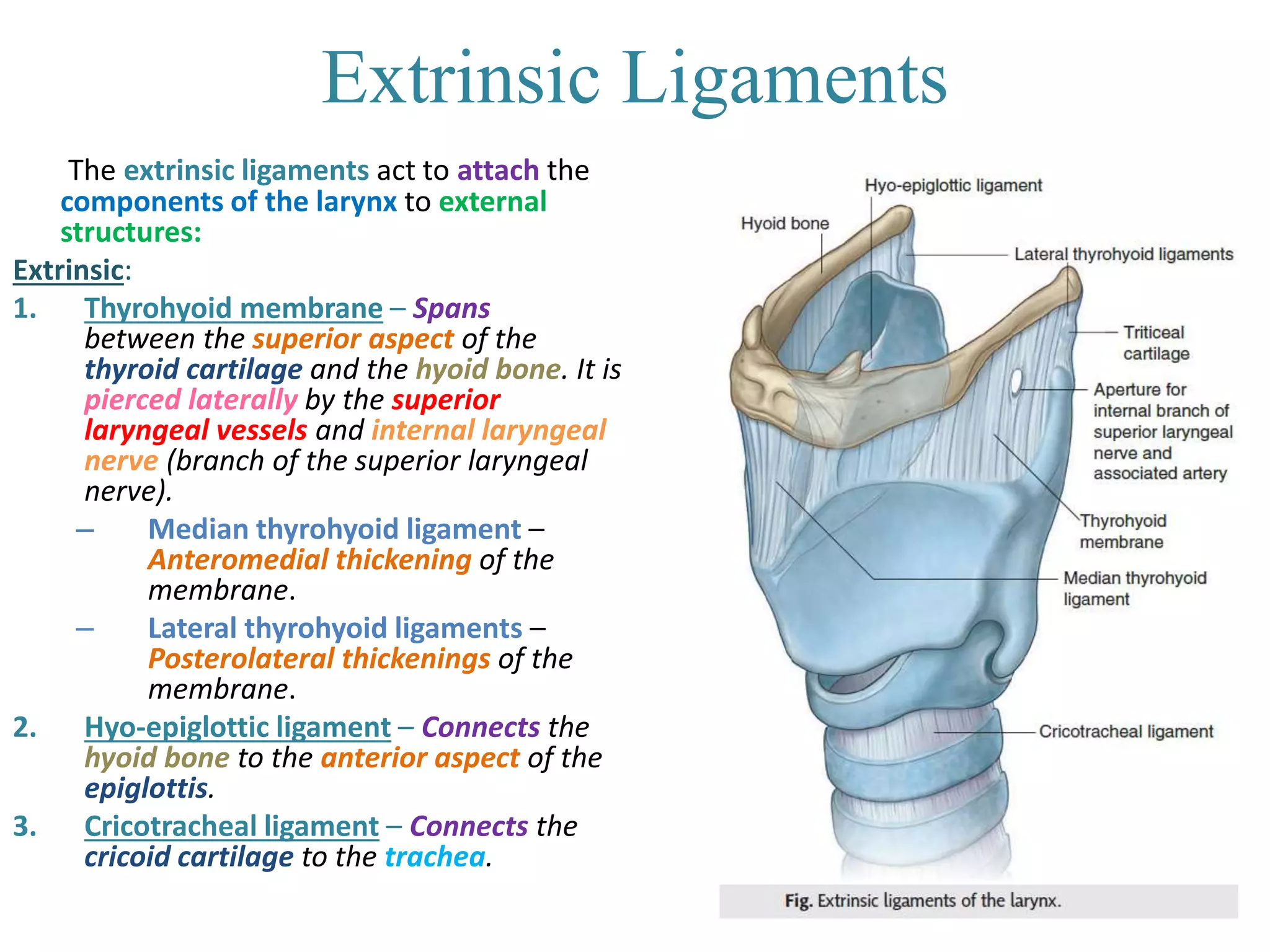 Anatomy & Functions of the Larynx | PPTX