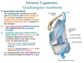 Anatomy & Functions of the Larynx | PPT