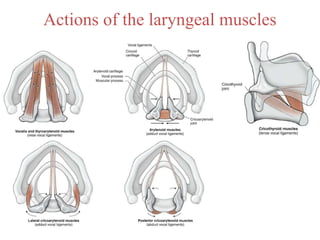 Anatomy & Functions of the Larynx | PPT