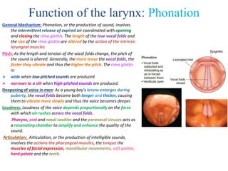 Anatomy & Functions of the Larynx | PPTX