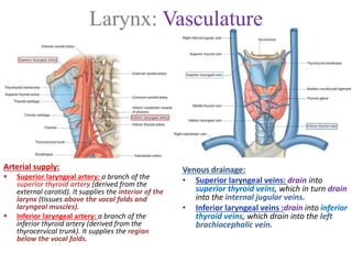 Anatomy & Functions of the Larynx | PPTX