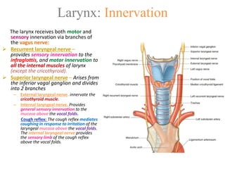 Anatomy & Functions of the Larynx | PPT