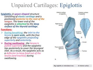 Anatomy & Functions of the Larynx | PPTX