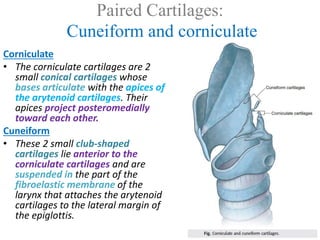 Anatomy & Functions of the Larynx | PPT