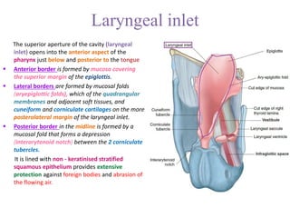 Inlet Of Larynx
