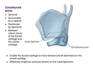 larynx.pdf